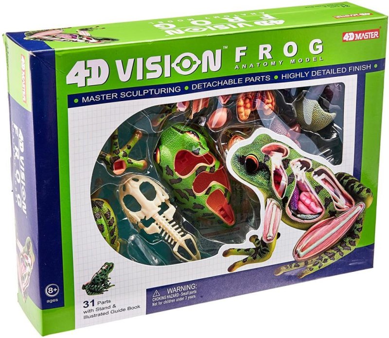 4d Master Vision Anatomi Modeli - Kurbağa